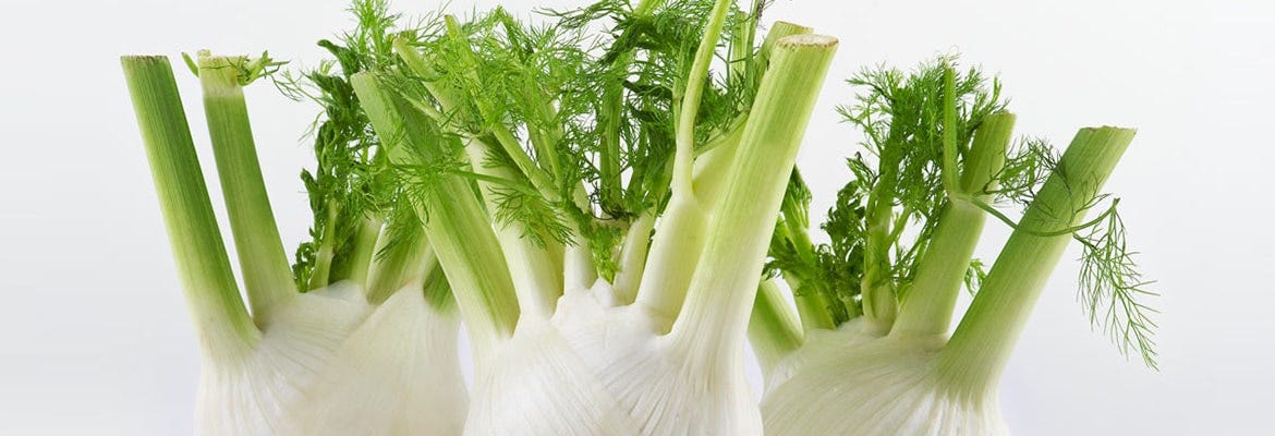 FENNEL 101. Fennel. So weird. So misunderstood. The… | by Xenivoyage ...
