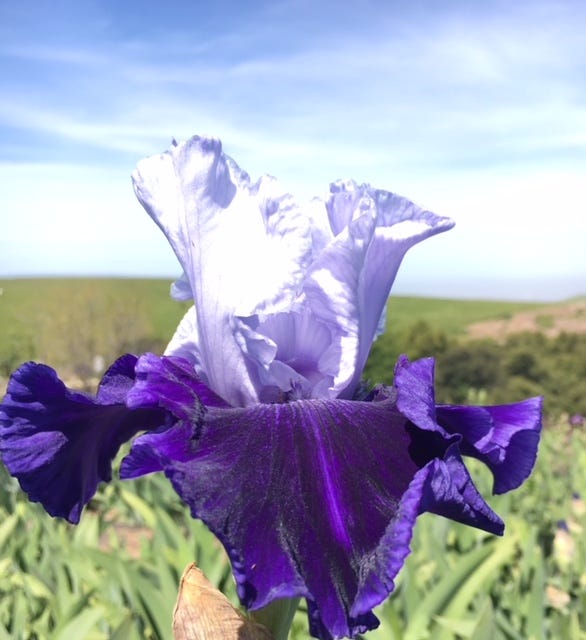 A “Real” Place of Beauty. Mom will love this secret iris garden… | by ...