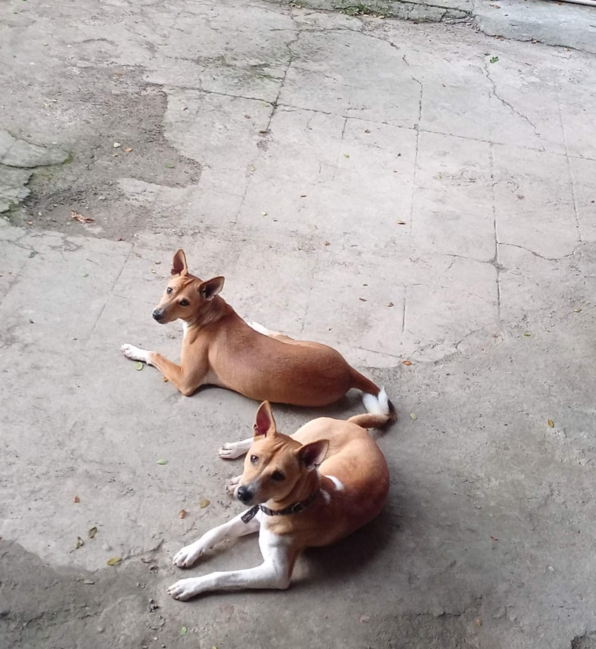 How Dogs Change Your Life!. Dogs change your life immensely and… | by ...