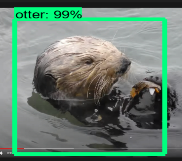 Live object detection of sea otters (because why not?) | by Anthony Tan | The Startup | Medium