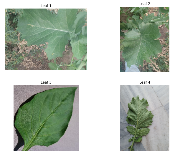 Plant Health Detection using Transfer Learning | by Nishant Tiwari ...