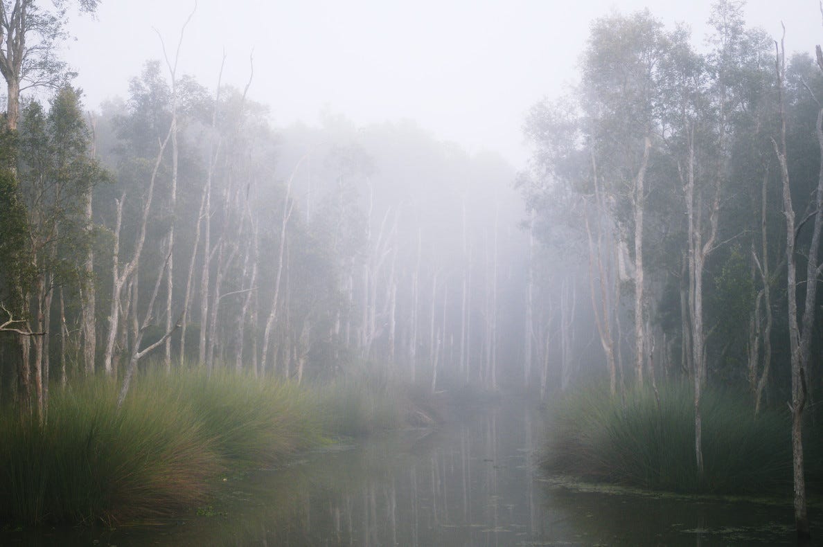 Photography Tip: Shooting Fog. Taking photos of fog is one of those ...