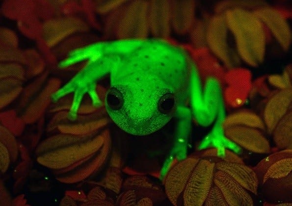 Bioluminescência: entenda este incrível fenômeno natural e suas ...