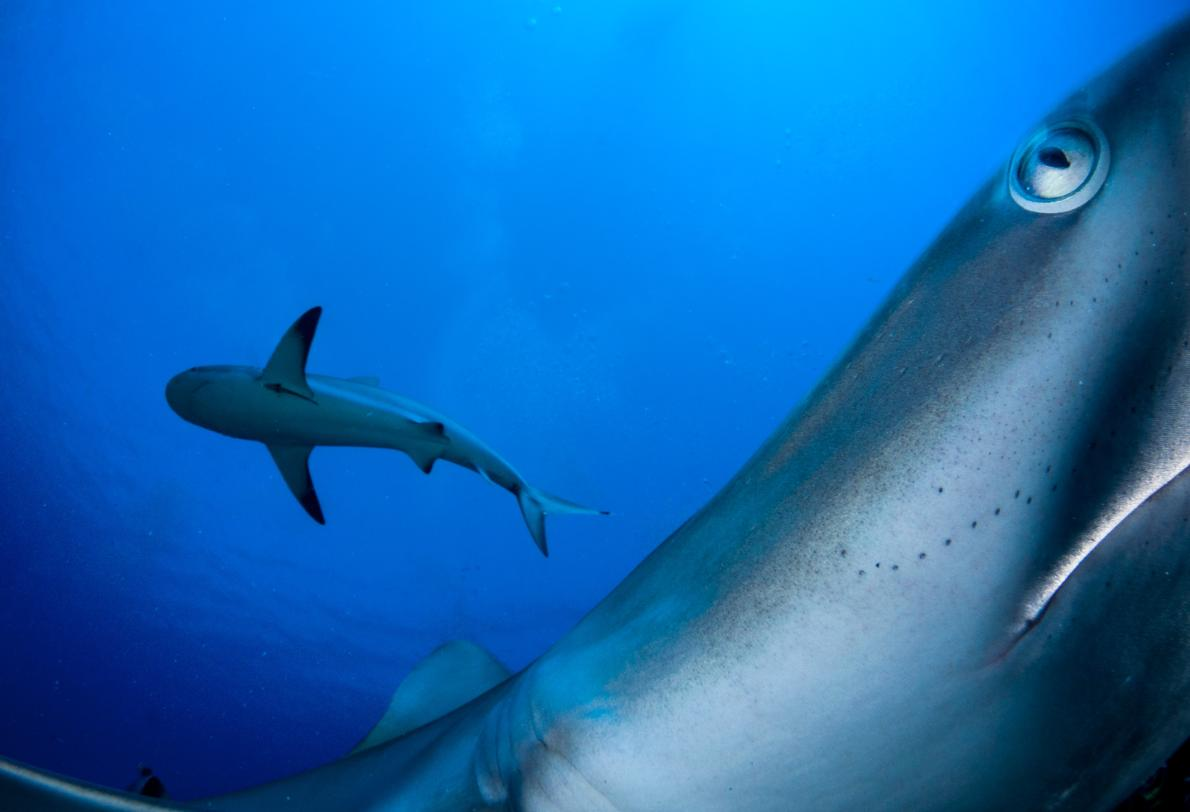 Stunning Pictures Take You Under the Sea | by Timothy Mfon Inwang | Medium