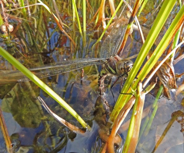 Alaska’s Dazzling Dragons and Damsels | by U.S.Fish&Wildlife Alaska ...