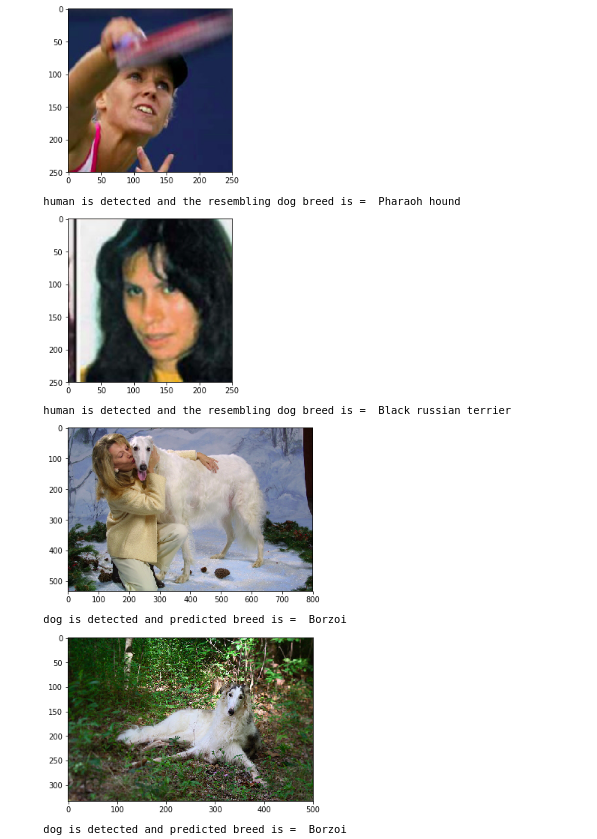 Dog Breed Classifier Capstone Project | by Ayush Raghuwanshi | Medium