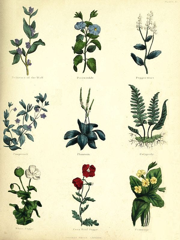 Death and Revolution: Thinking with Hester Pulter | by ACMRS Arizona ...