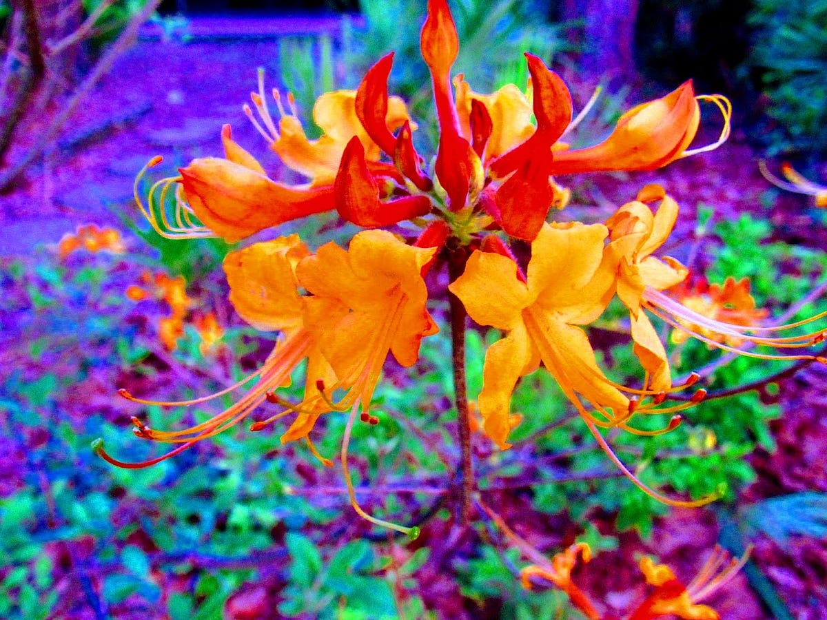 The First Azalea Bloom. A poem about warm winters | by Dennett | Weeds ...
