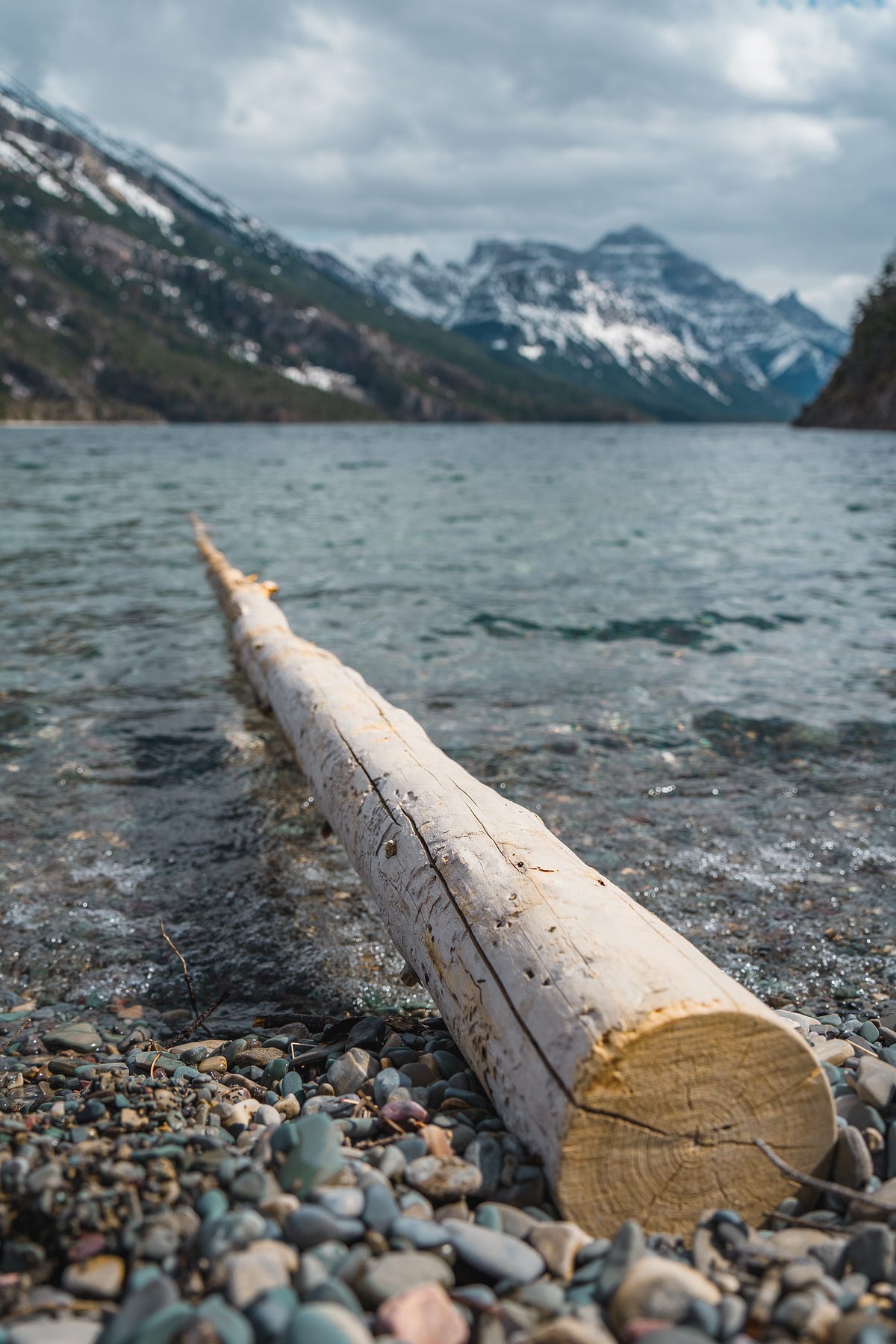 I Am a Log. Why vote for a Trump when you can vote… | by David Martin ...