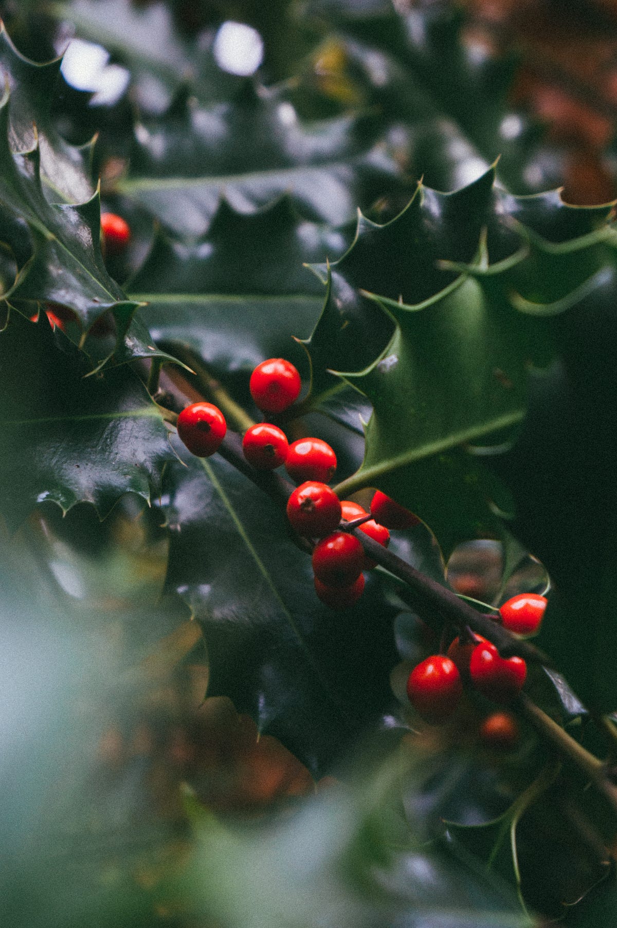 State Tree of Delaware, American Holly | by C. L. Beard | The Orange ...