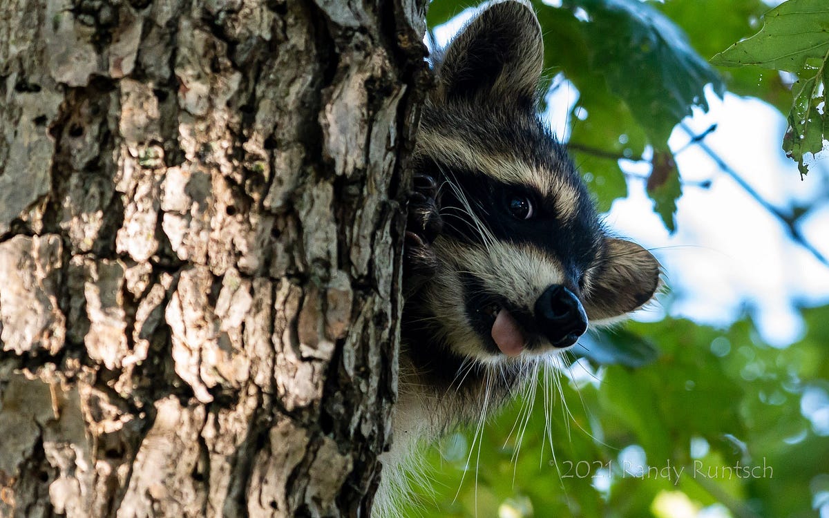 My Newest Friend — A Baby Raccoon Tree Hugger | by Randy Runtsch ...