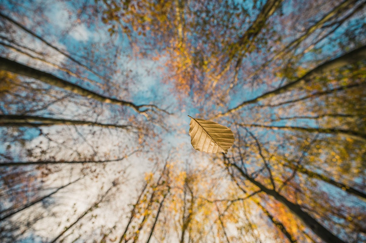 Leaf - Haiku Fusion - Medium