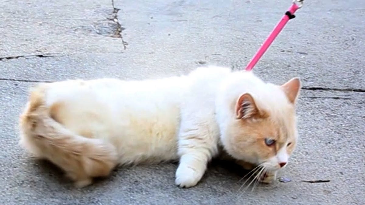 Aprendendo Python. Sim, estou ainda tentando. | by Salatiel Silva | Medium