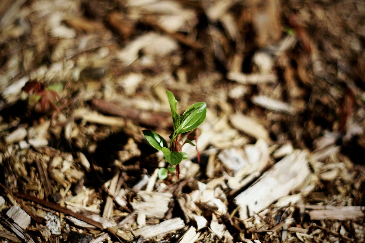 Bare Ground Is the Enemy But You Need More Than Plants to Fill It | by ...