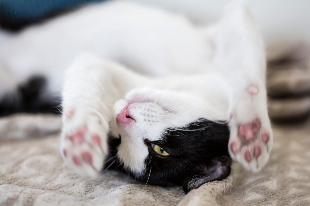 On Little Cat Feet - The Daily Cuppa - Medium