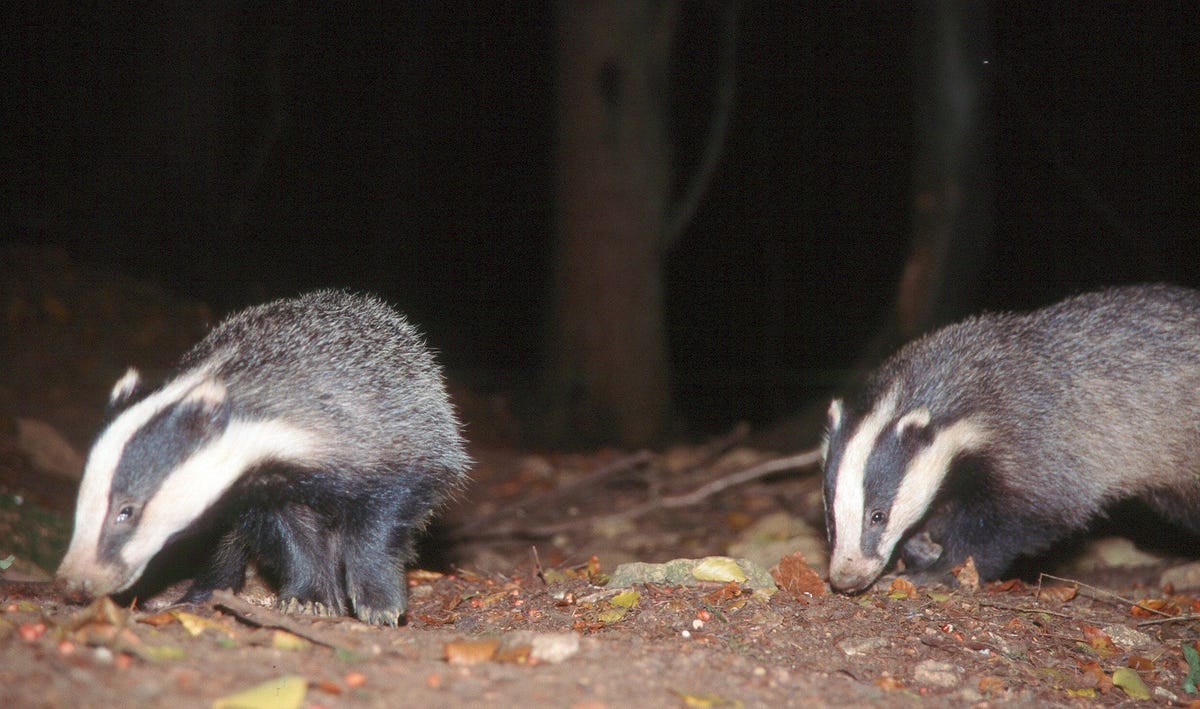 The role of badgers and cattle in tuberculosis transmission | by eLife ...