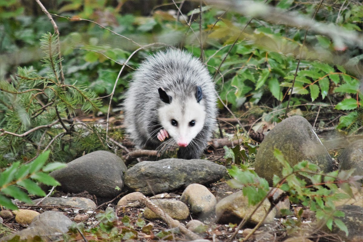 Playing Possum - The Daily Cuppa - Medium