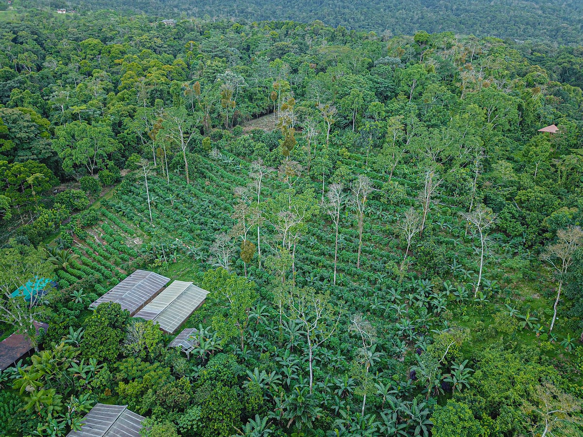 an-introduction-to-syntropic-agriculture-by-dario-cortese-medium