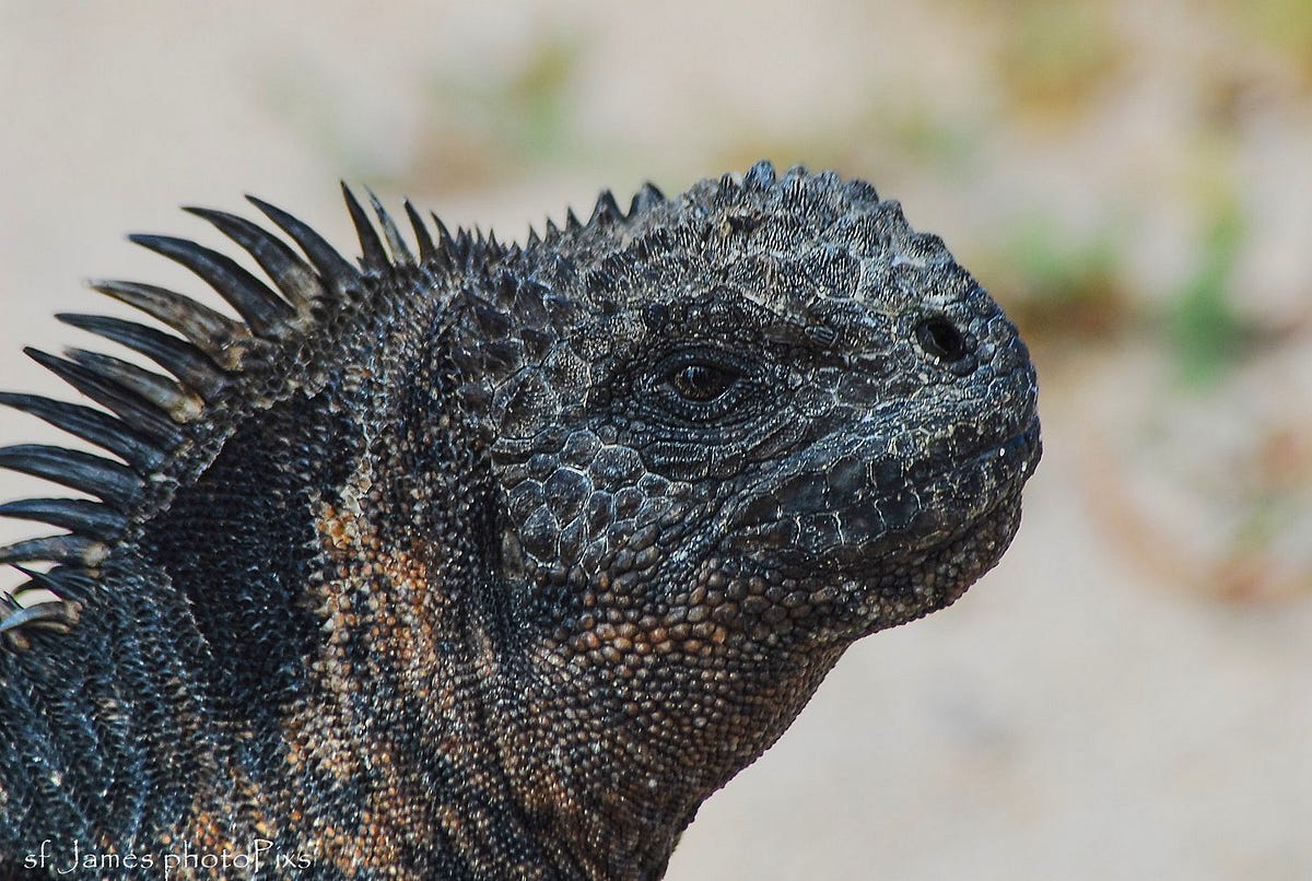 Meet Godzilla or Is It The Galapagos Marine Iguana? — PhotoBlogger | by ...