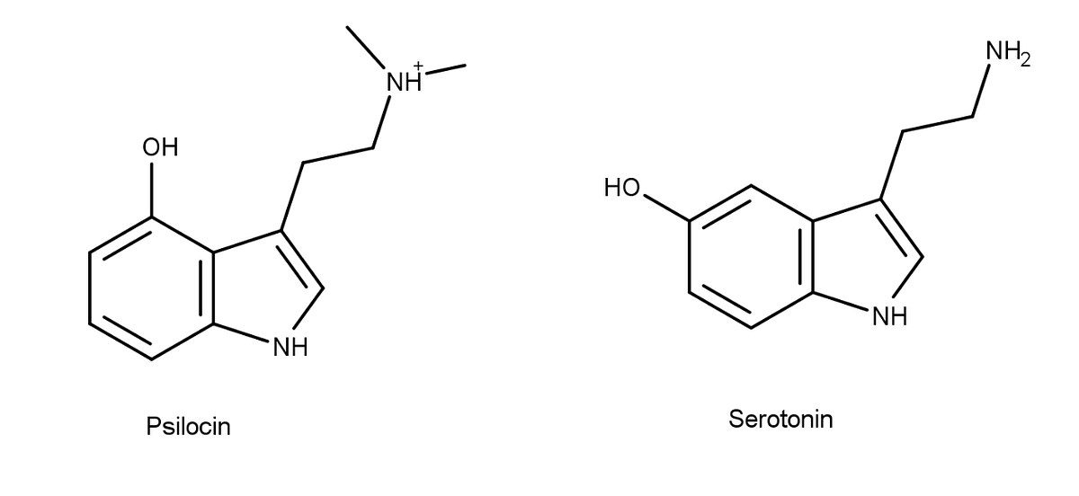 Psychedelics: How do they work?. In this blog post, I will explain what ...