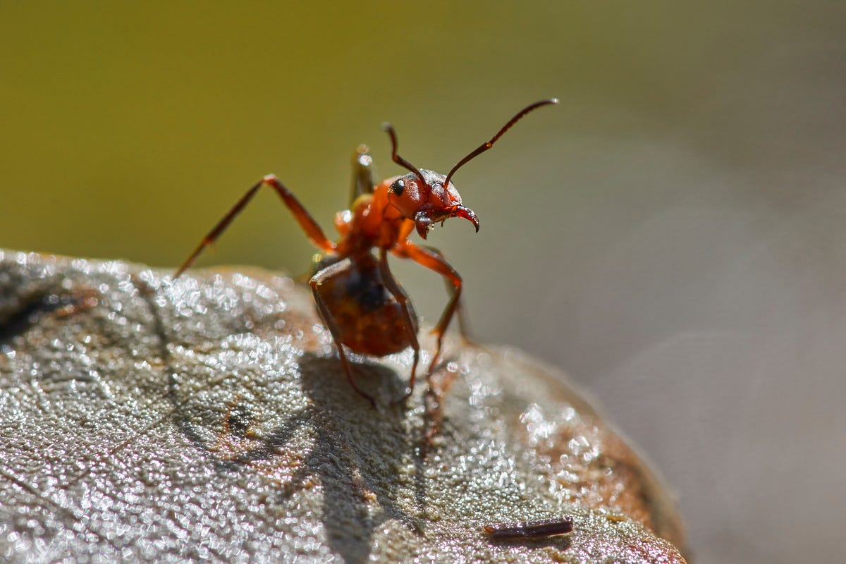 Irish Ants. They don’t have these guys back in the… | by Sunshine ...