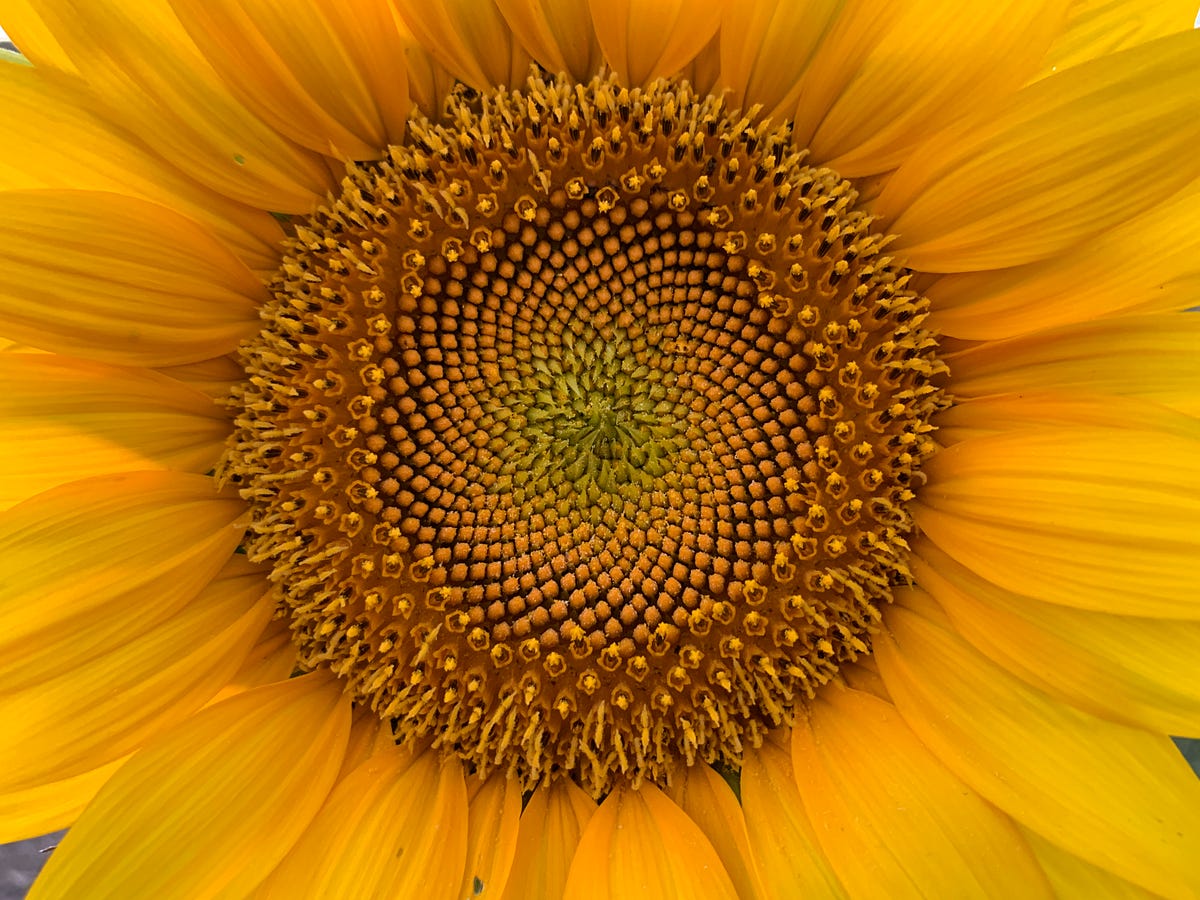 The Fibonacci Sequence Explicitly Solved | by Mathcube | Nov, 2022 | Medium The Fibonacci Sequence Explicitly Solved | by Mathcube | Nov, 2022 | Medium