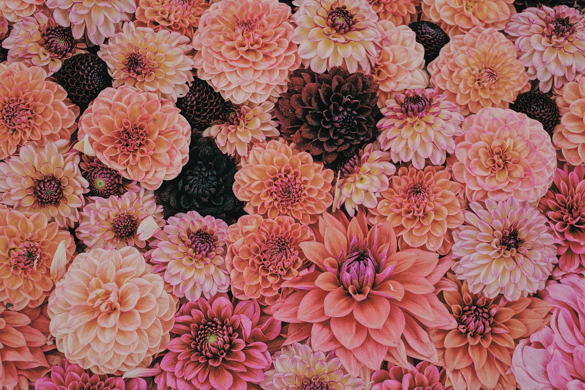 My Personal Journey to Gaining 100+ Followers on Medium in 3 Days | by Brandt Amelia ...