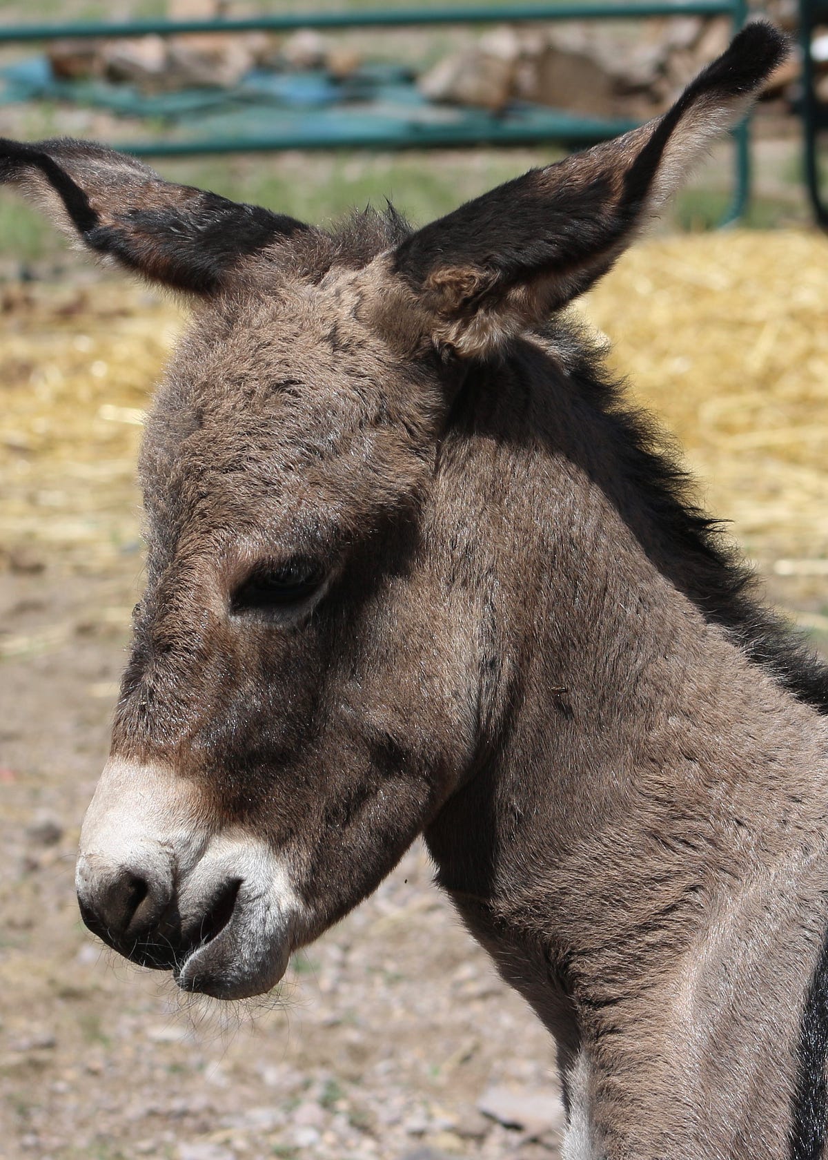 Donkey on the garbage heap.. A donkey that survives. | by Lei Musk ...