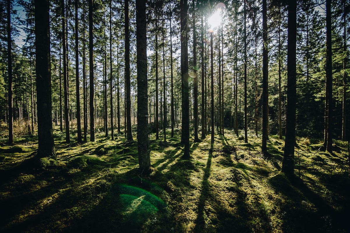The Ultimate Guide to Random Forest | by Ritika W | Medium