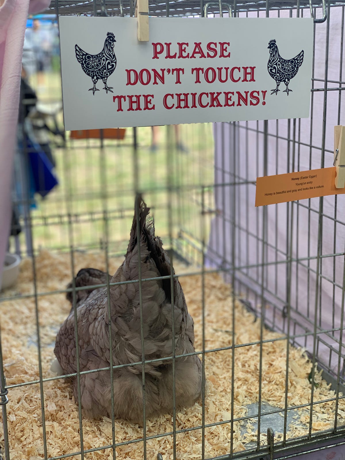 A Chicken Beauty Contest in Portland | by Tove K. Danovich | Medium