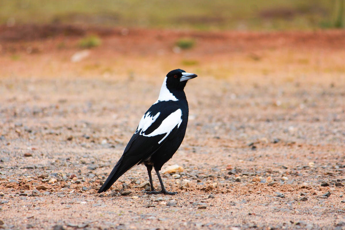George the Magpie Steals Stuff and Terrorizes Uncle | by nareeta martin ...