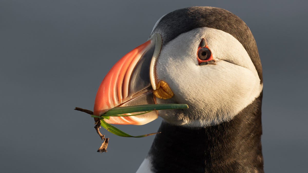 Nothing says Nothing Like the Puffin - The Bad Influence - Medium
