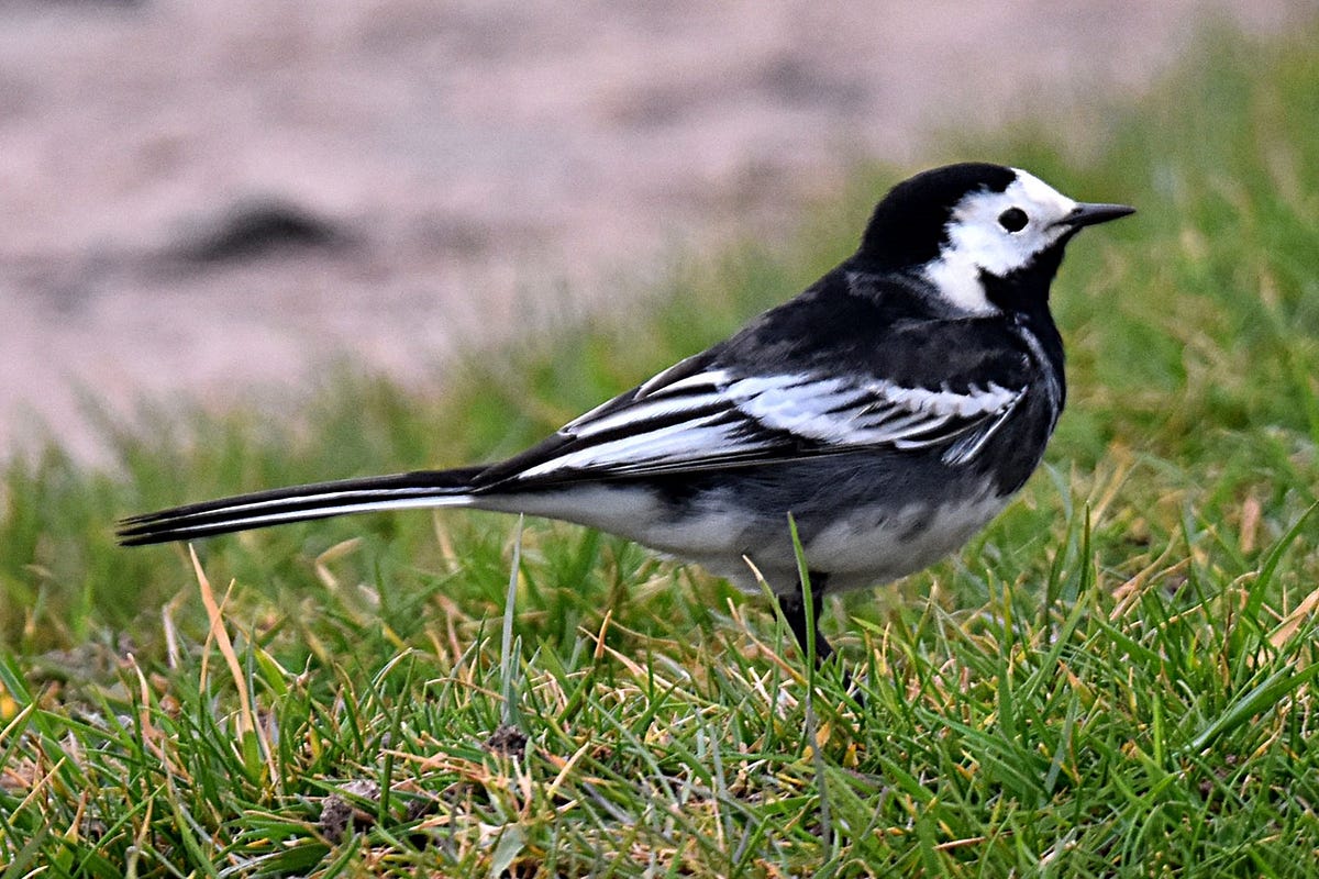 Pied wagtail. A bird that is frequently seen in the… | by John Welford ...