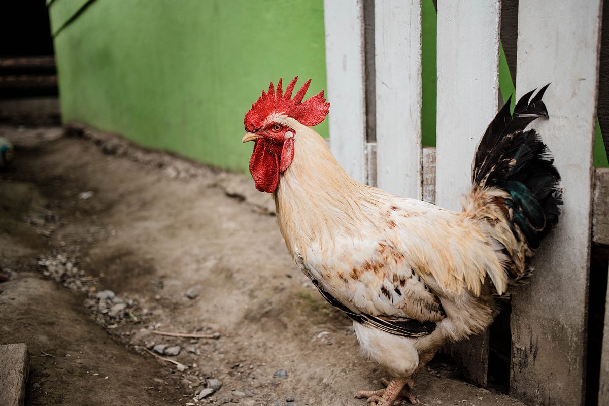 Quarantine Limericks: Redundant Chickens & Crazy Florist | by Joanna ...