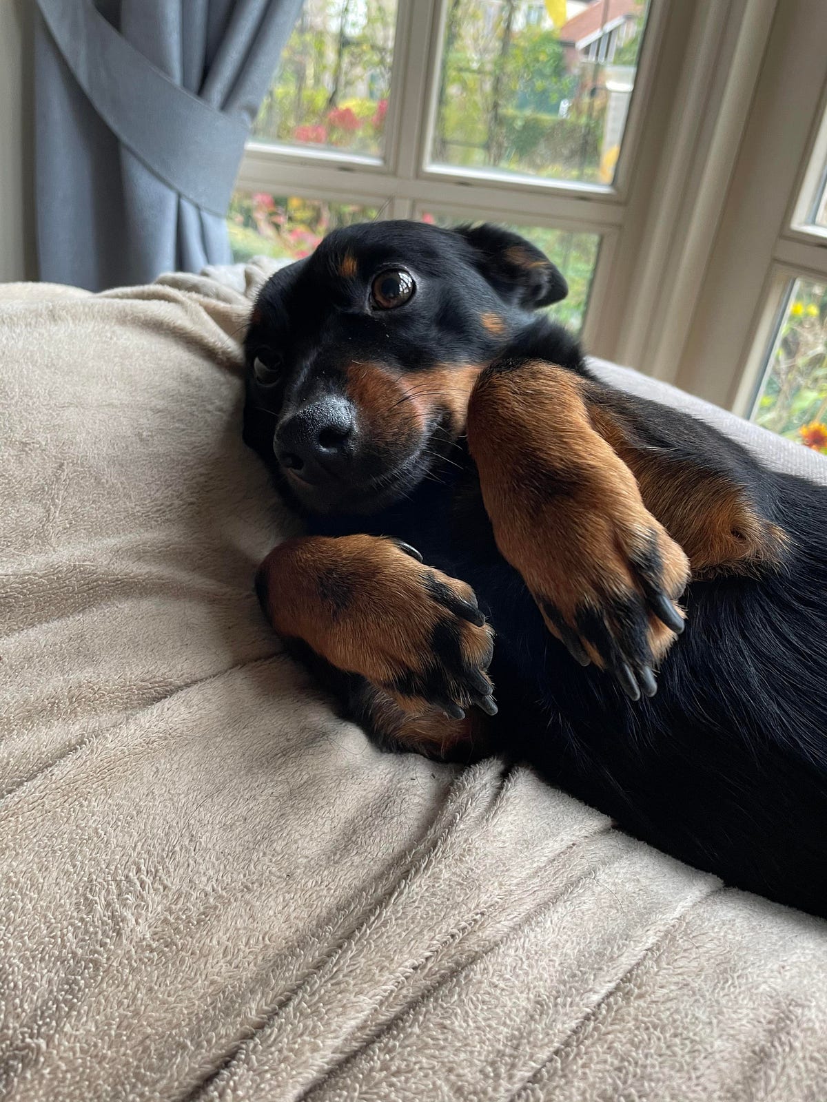 Technically not a pupper, but looks like one! Lancashire heeler Ham ...