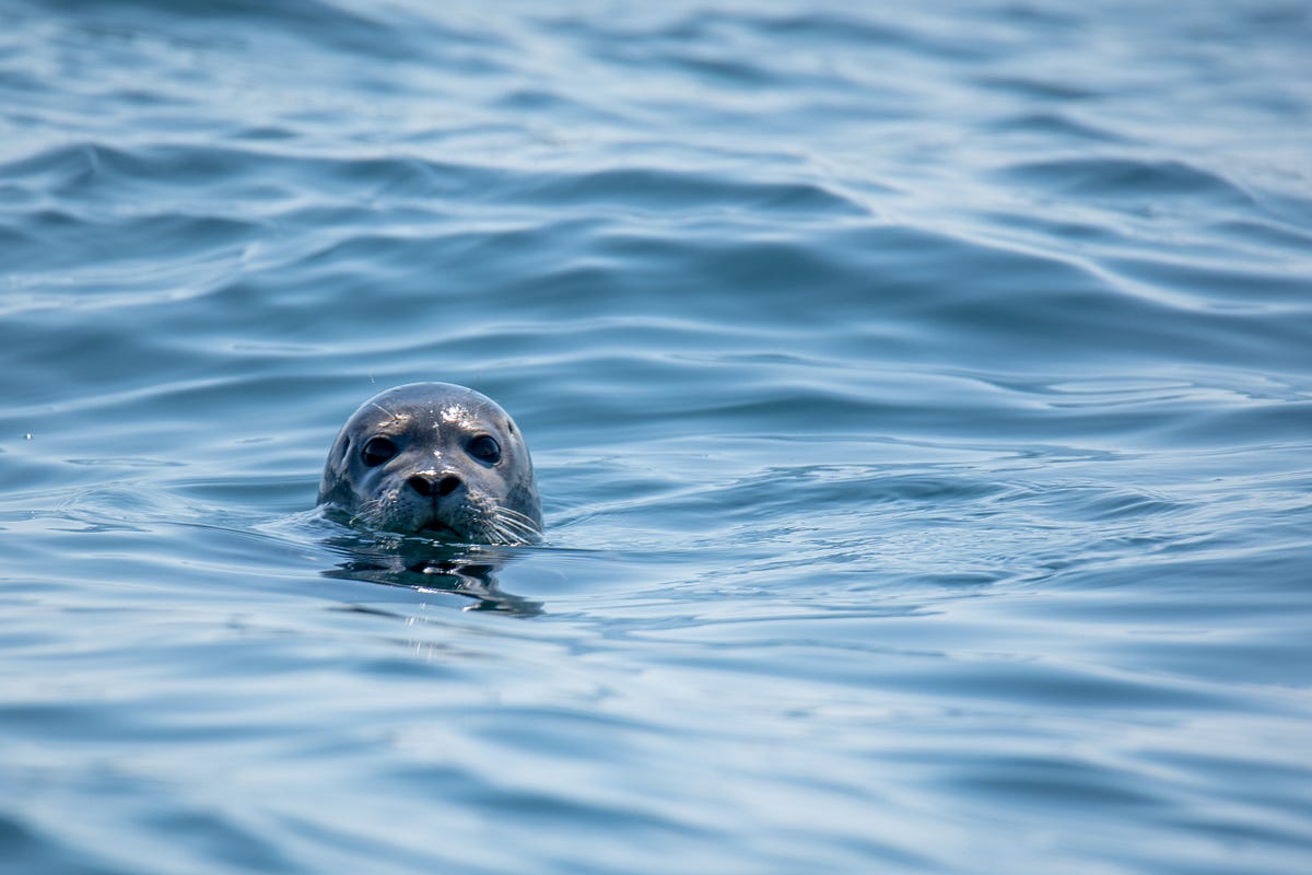 Teenage Seals. Just For The Joy of It | by Ulf Wolf | Wolfku Musings ...