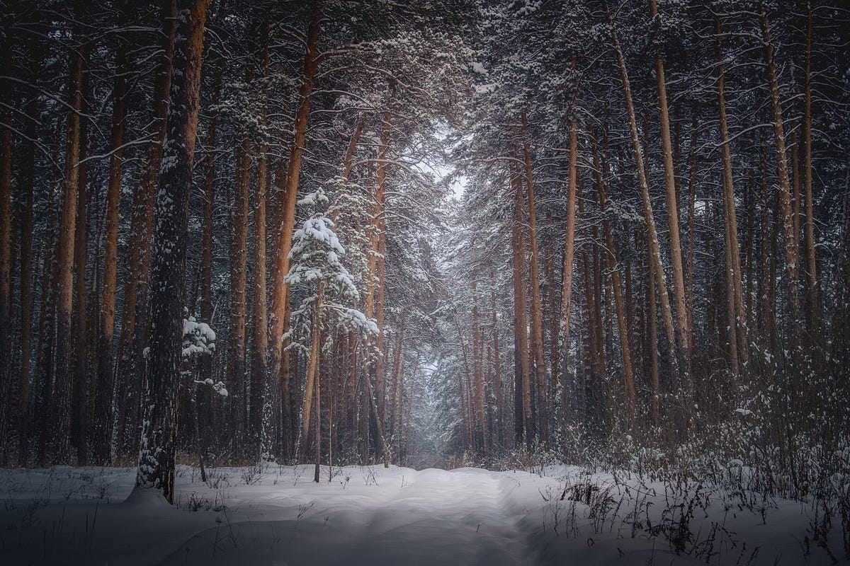 What Dreams Are There to Comfort Trees? | by Deborah Barchi | Queen’s ...
