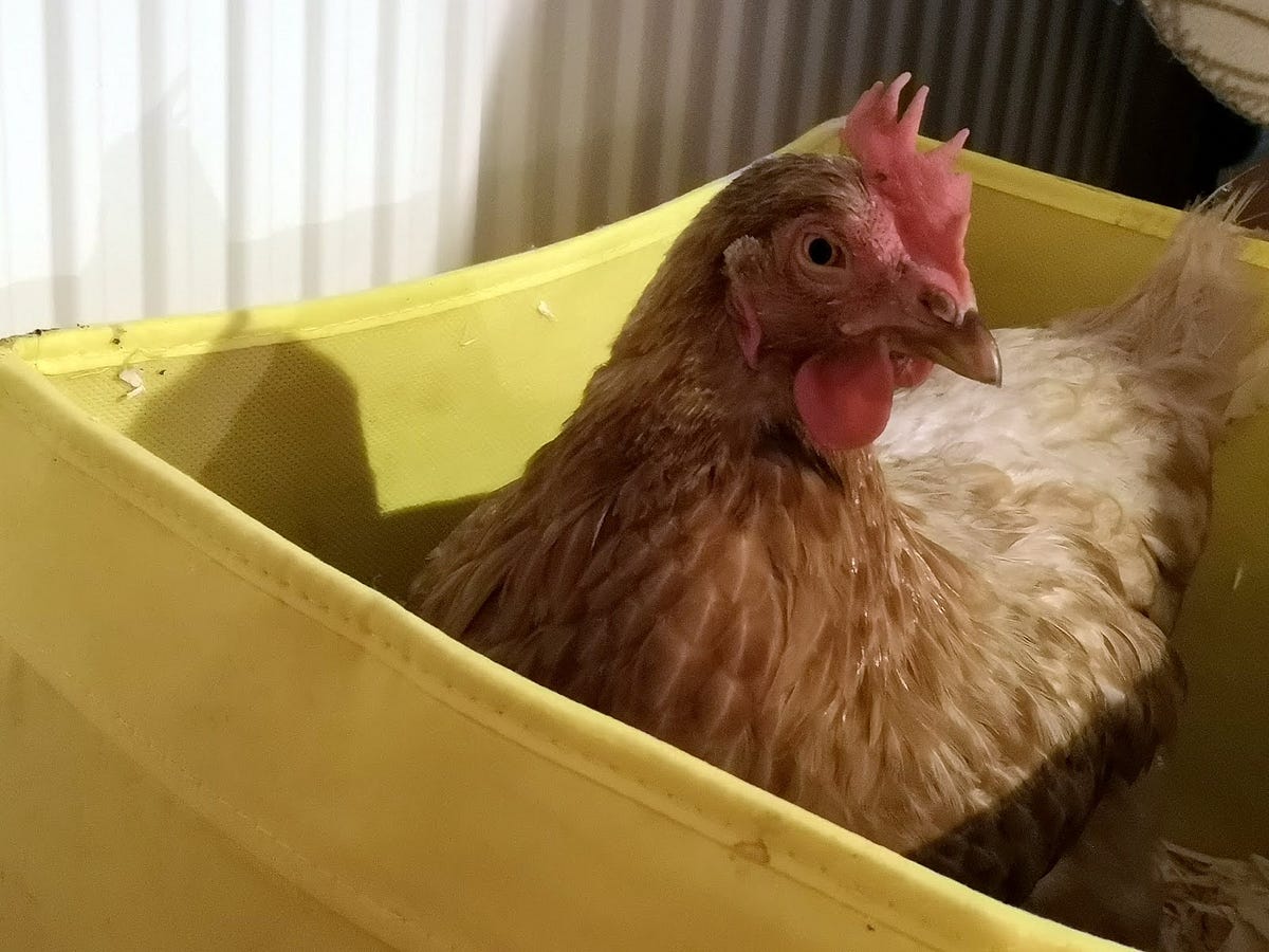 The Henopause. One of our rescue hens Patti is poorly… | by Catriona ...