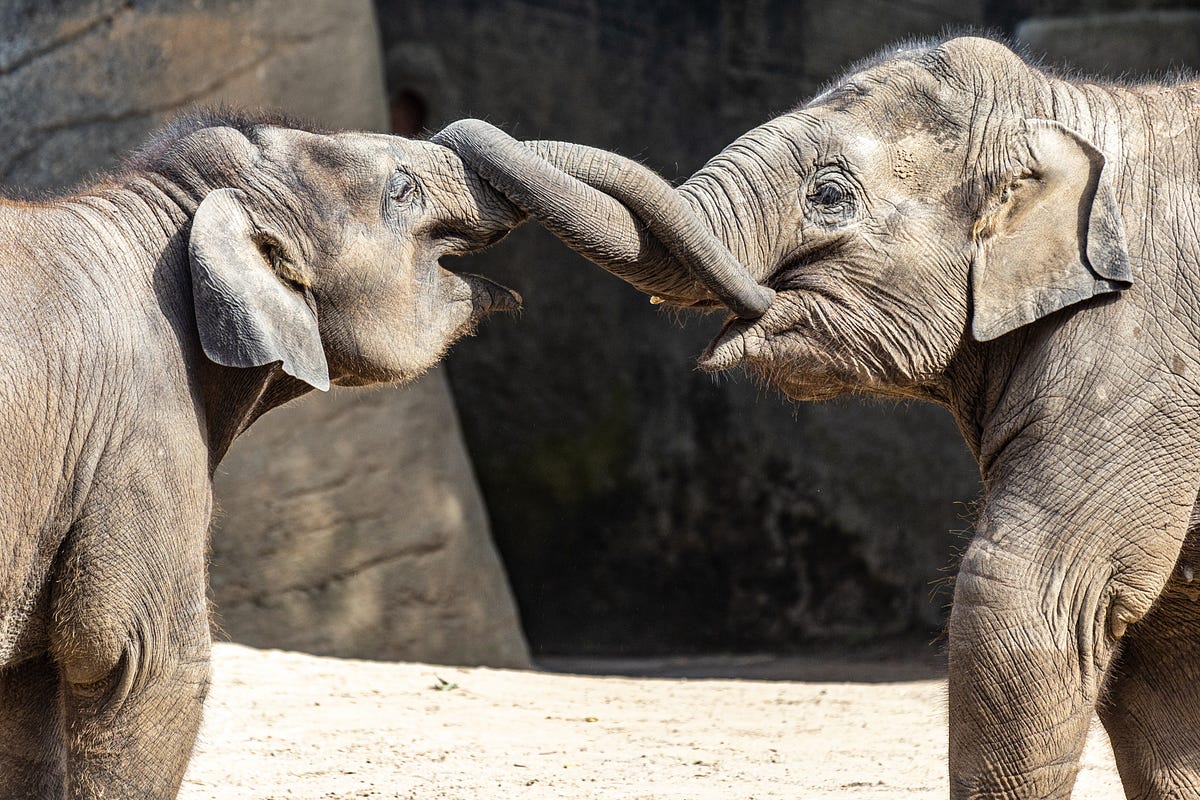 Dancing Elephants November Updates and Highlights | by Dr. Gabriella ...