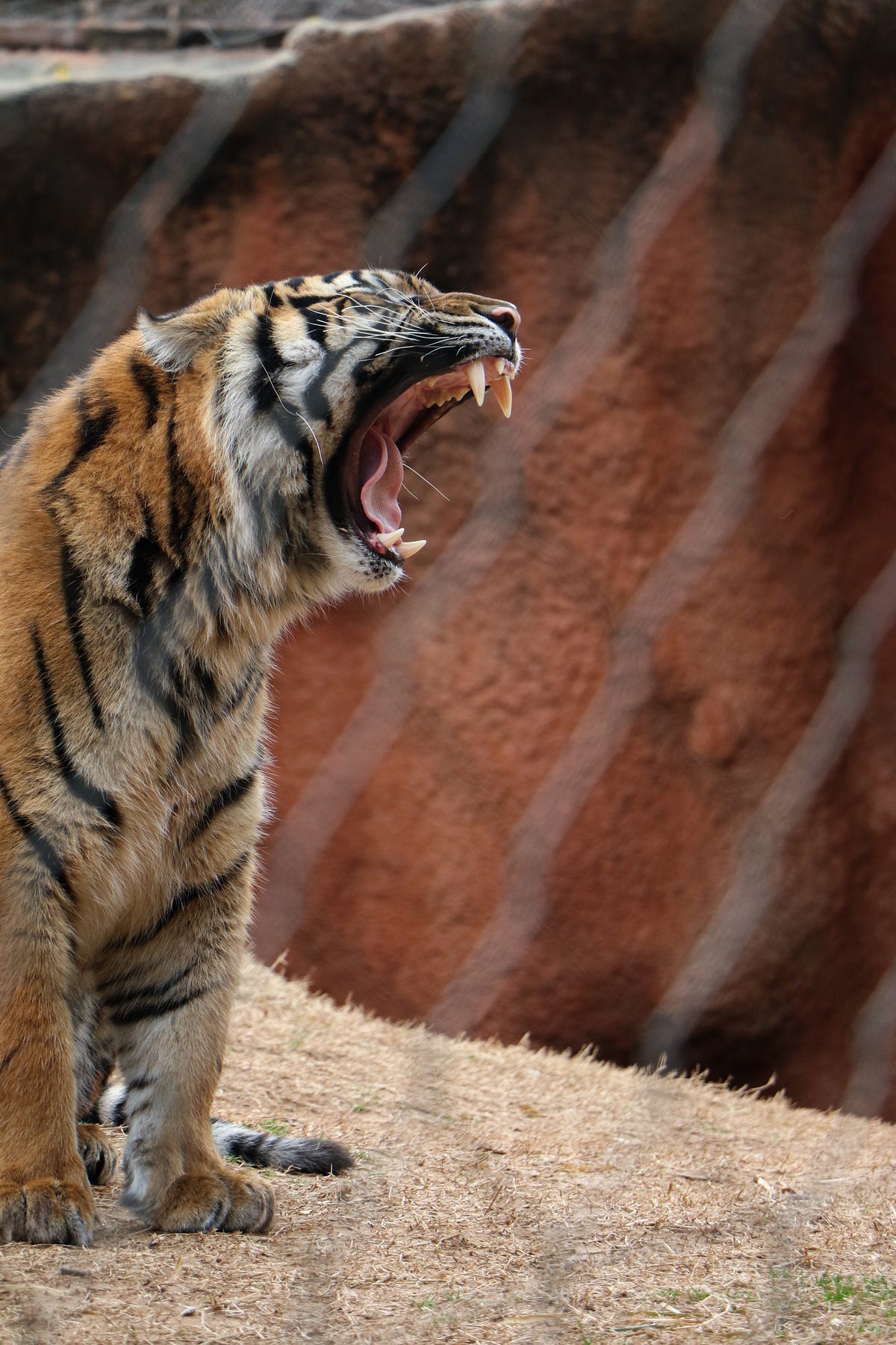 When the Tiger Goes Down!!. Can Tiger go down ever? | by Unique Writer ...