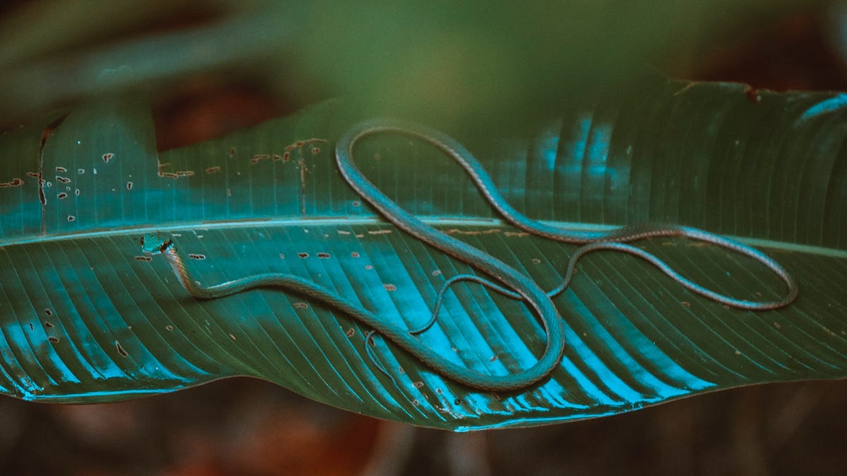 Top 20 trending Python repositories of the week on Github | by Medium Bot | Medium