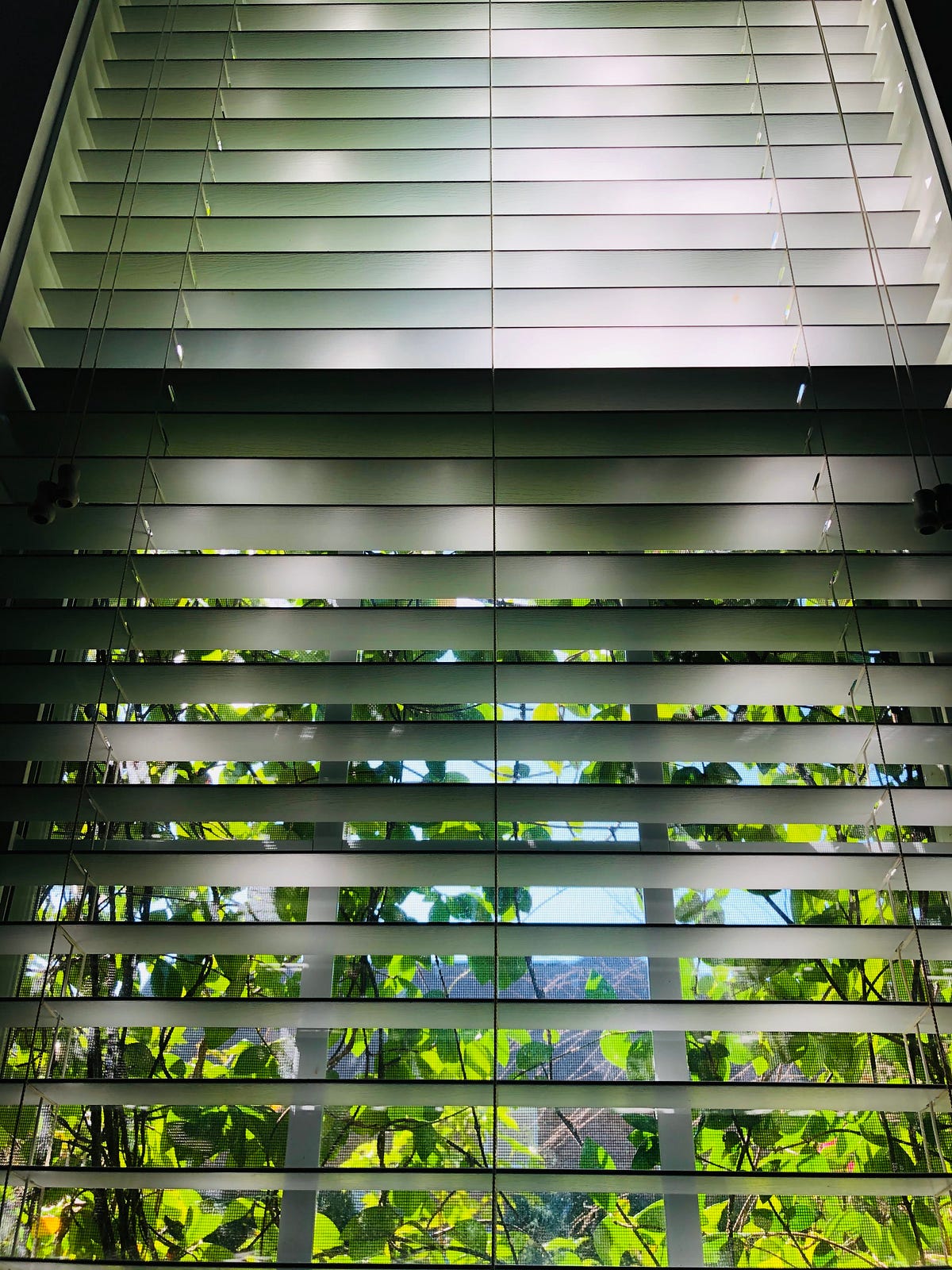 The leafy trees outside my window give me hope | ILLUMINATION