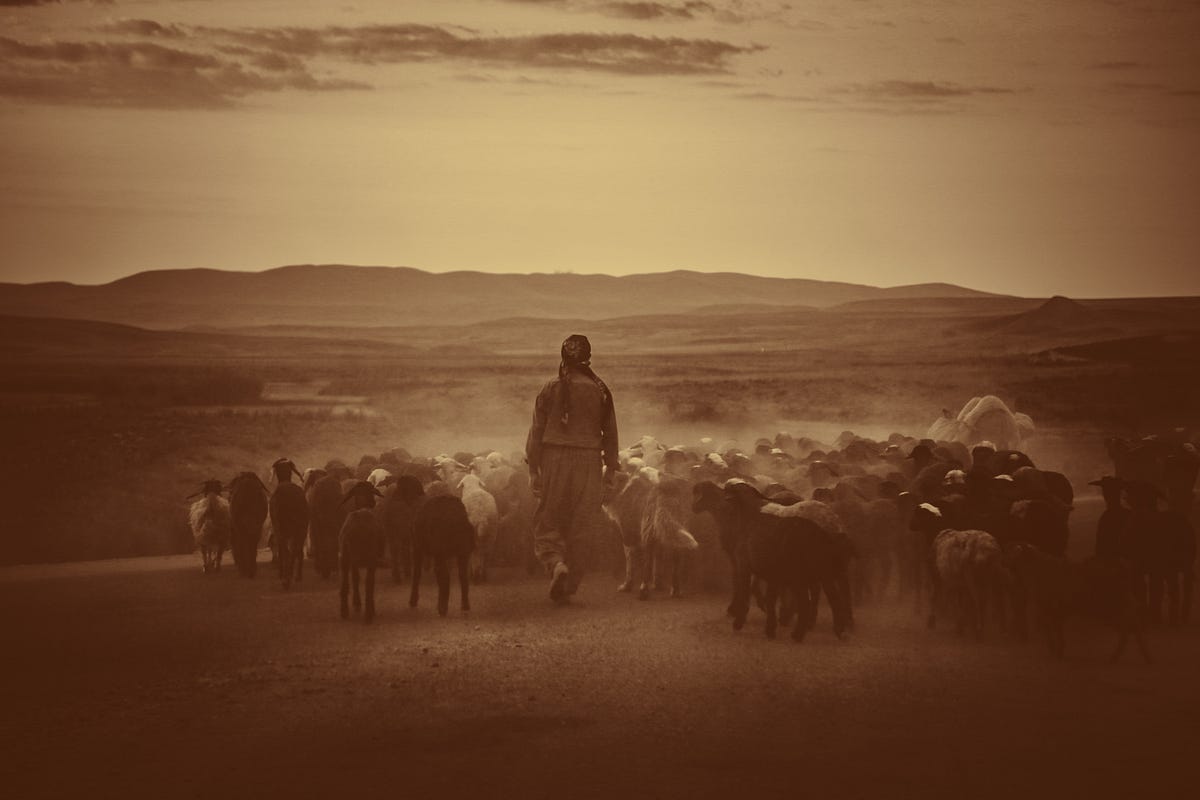 The Shepherd Knows His Sheep. Do You Know the Shepherd’s Voice? | by J ...