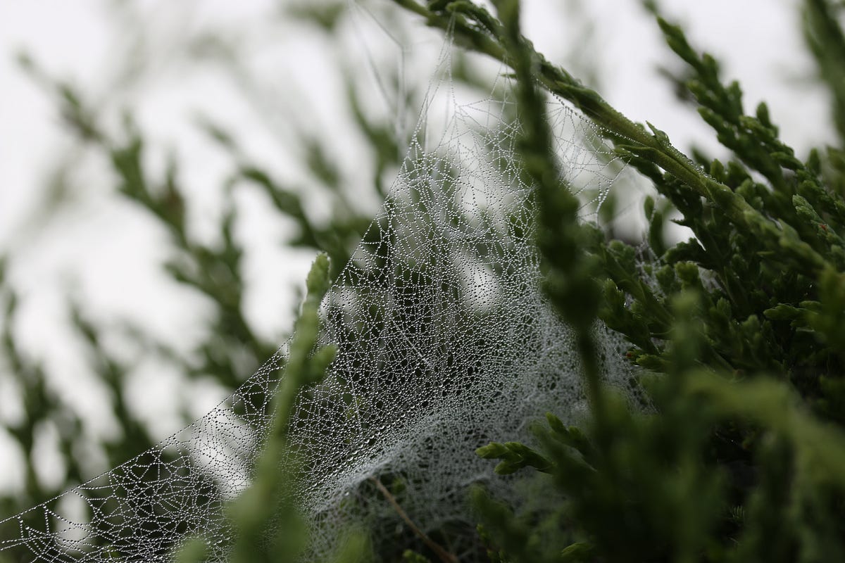 Garden Spider. Haiku for a tiny creature | by A. Christine Myers ...