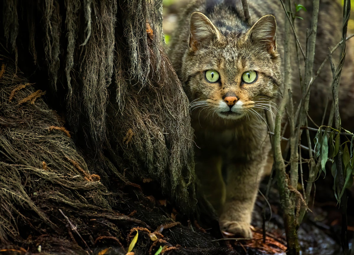 Think Cats are “Semi-Domesticated?” You Don’t Understand Domestication ...