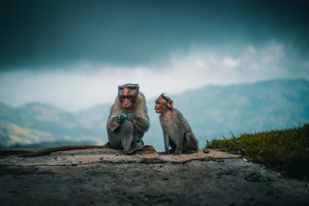 Why monkeys don’t speak?. Monkeys definitely have a way to… | by ...