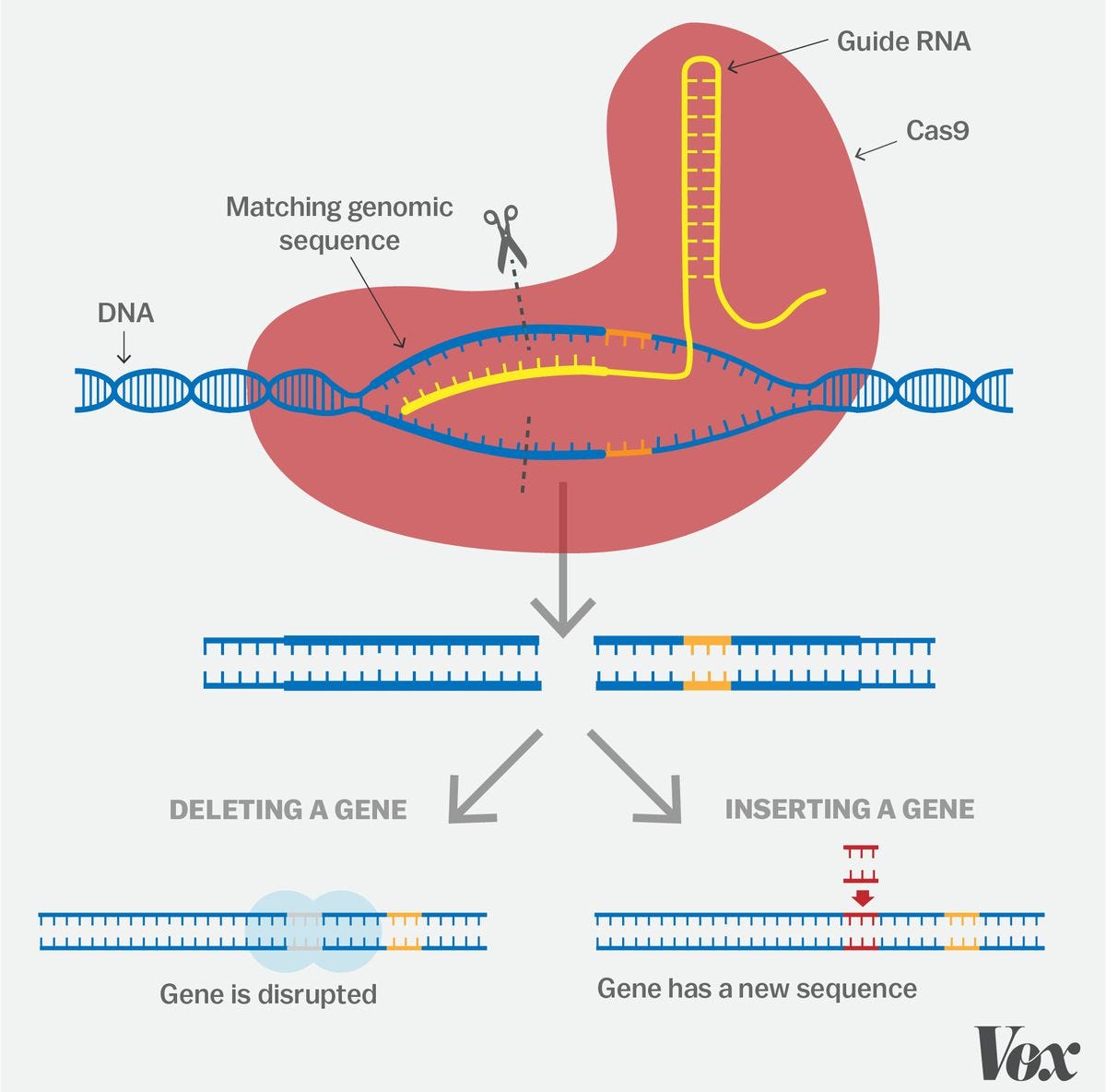 The Genetic War. When you are born, your body has a… | by Fernandez Ah ...