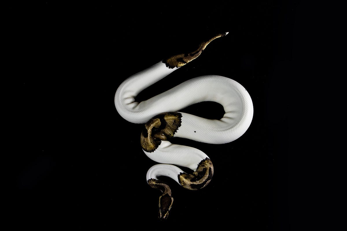 How To Properly Care For A Ball Python | by Sandra Ivonne | Creature ...