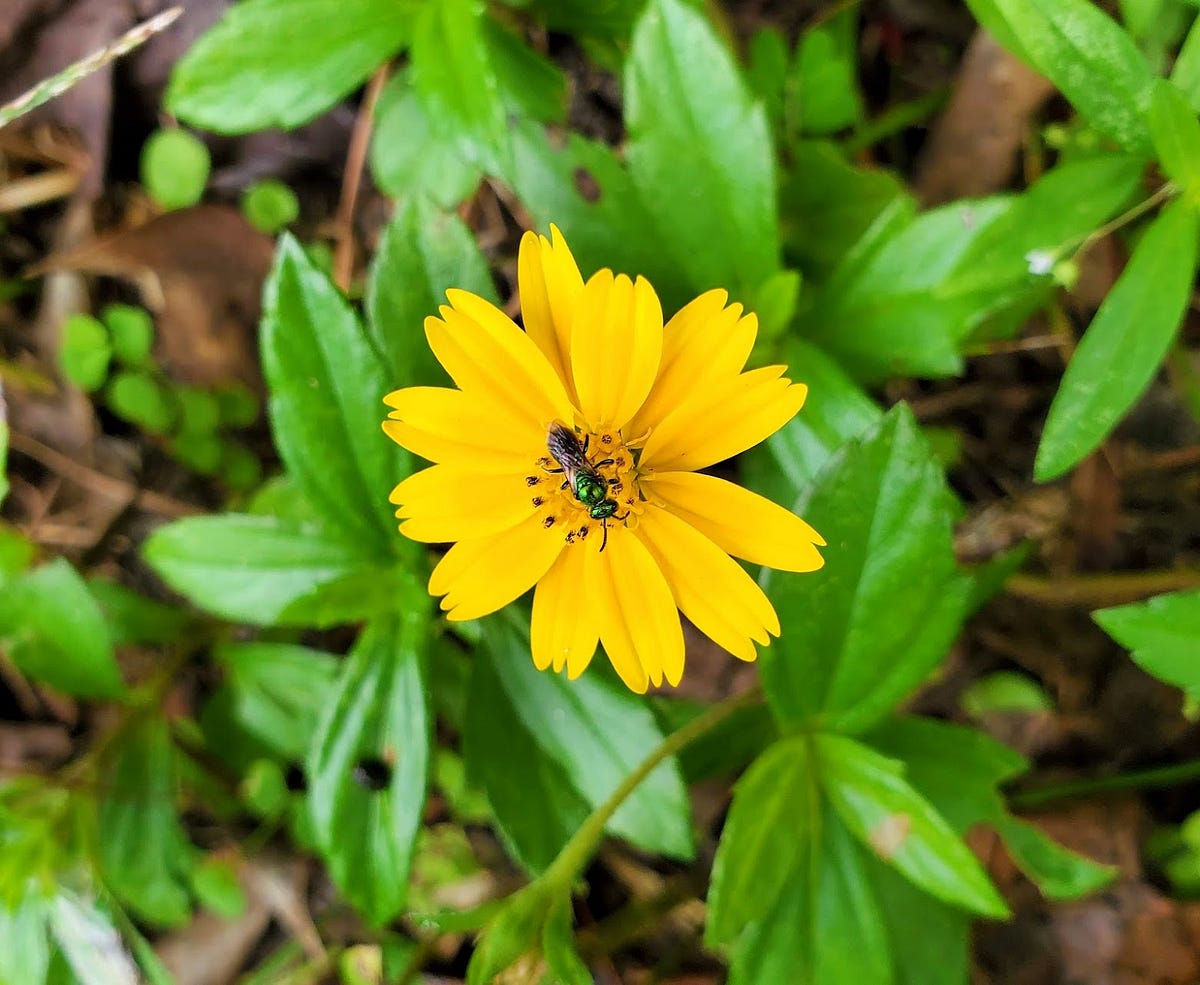Wildflowers and Wild Colors of October | by Dennett | Weeds ...