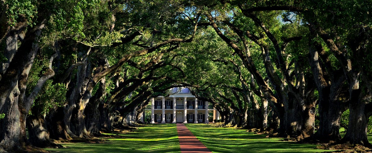 State tree of Georgia, Southern Live Oak | by C. L. Beard | Weeds ...